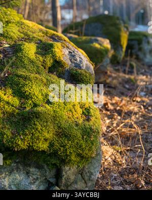 A rocky field covered with green moss Stock Photo - Alamy