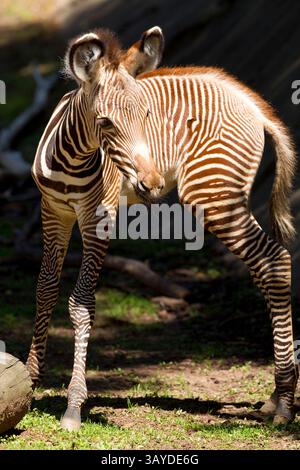A zebra at the Lincoln Park Zoo in Chicago, Illinois, captured in a ...