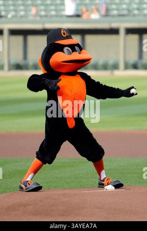 The Baltimore Orioles mascot, The Oriole Bird, carries a broom after ...