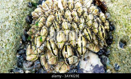 Barnacles on the coral. Barnacles are exclusively marine invertebrates ...