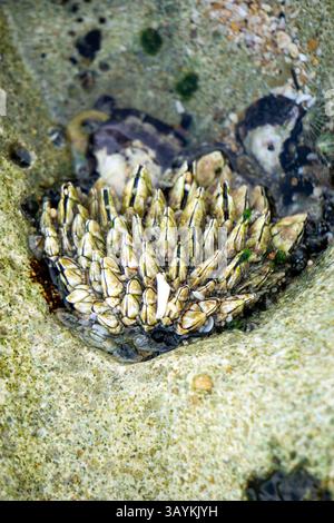 Barnacles on the coral. Barnacles are exclusively marine invertebrates ...