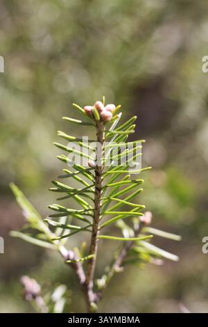 A closeup of growing pine tree branch in forest Stock Photo - Alamy