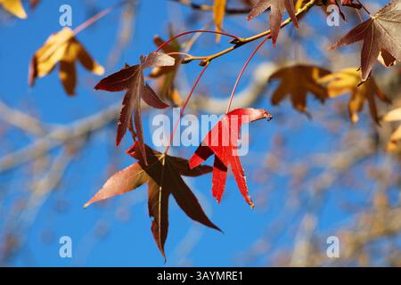singular red leaf hanging on tree branch Stock Photo - Alamy
