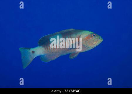 White square cod or grouper, Cephalopholis albomarginatus, Yap ...