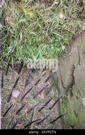 Cu Chi Tunnels Punji Trap Demonstration Ho Chi Minh City Vietnam // HO ...