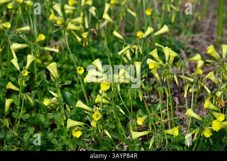 Bright yellow flowers of Oxalis pes-caprae / Bermuda buttercup ...