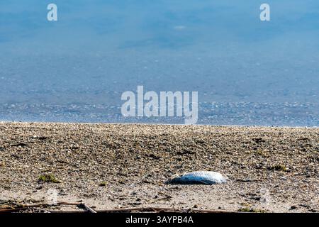 Silent Shore. Dead fish by the lake Stock Photo - Alamy