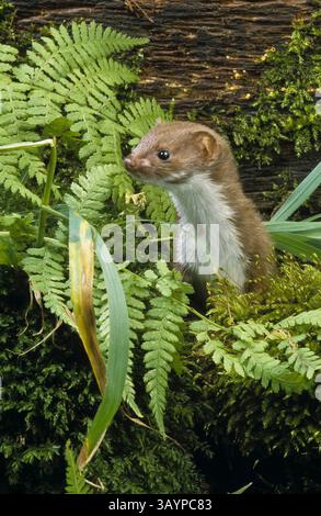 Mauswiesel, Maus-Wiesel, Kleines Wiesel, Marder, Mustela nivalis, least ...