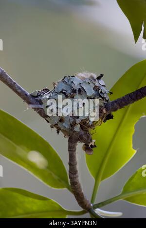 Mangrove hummingbird, Amazilia boucardi, in the coastal tree forest ...