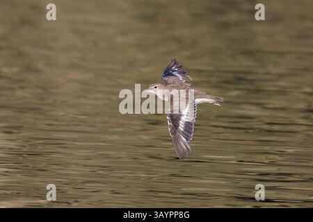 Spotted Sandpiper in flight in Costa Rica Stock Photo - Alamy