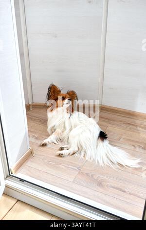 Brown and white butterfly laying on the ground in a tropical garden ...
