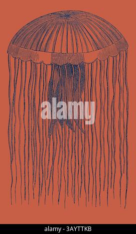 Vibrant orange jellyfish with long tentacles floating in dark blue ...