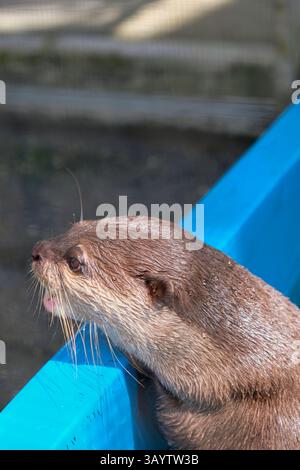 Brown otter in a zoo looking away from the camera Stock Photo - Alamy