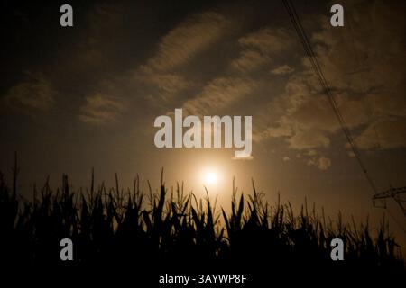 Italy, Cuggiono, Andrea Tenconi farmer Stock Photo - Alamy