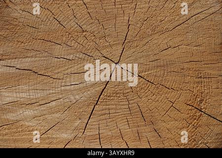 Close-up of a freshly sawn tree trunk Stock Photo - Alamy