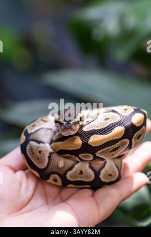 Baby ball python Mojave morph in a woman's hand top view vertical Stock ...
