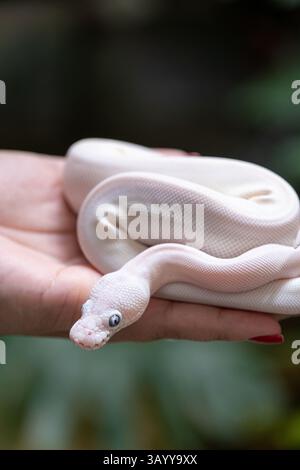 Baby ball python Lucy morph in a woman's hand Stock Photo - Alamy