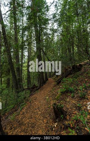 Western Red Cedar Trees (Thuja plicata) in the Hobo Cedar Grove ...