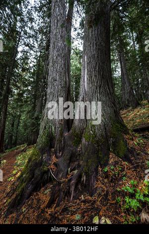Western Red Cedar Trees (Thuja plicata) in the Hobo Cedar Grove ...
