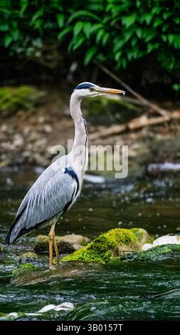 Heron Fishing on River Wansbeck Northumberland, April 2025 Stock Photo ...
