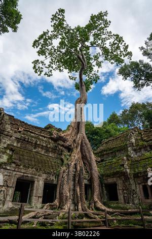 Strangler fig growing over the Ta Prohm Temple, Angkor Thom, Siem Reap ...