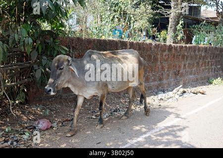 holy cow at the beachh of arambol, goa india Stock Photo - Alamy