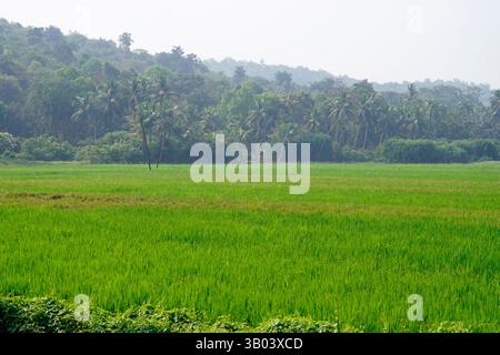 rice fields in panchaya village in goa Stock Photo - Alamy