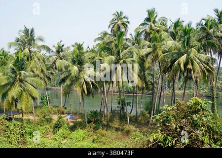 tropical landscape in goa at the terekhol river Stock Photo - Alamy