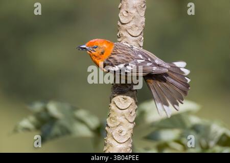 Male Flame-colored Tanager (Piranga bidentata), San Gerardo de Dota ...