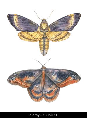 Elegant realistic butterfly in blue and black colors. Australian ...