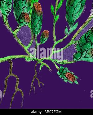 Textured background of the plant, Sedum album, or white stonecrop, full ...