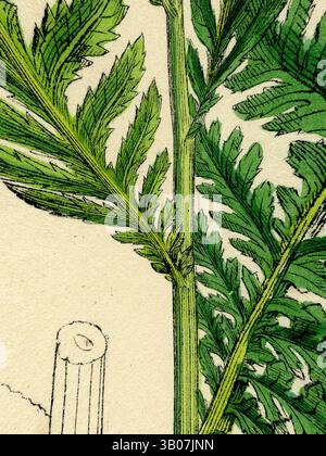 Close-up of vibrant fern fronds with bold color, intricate leaf ...
