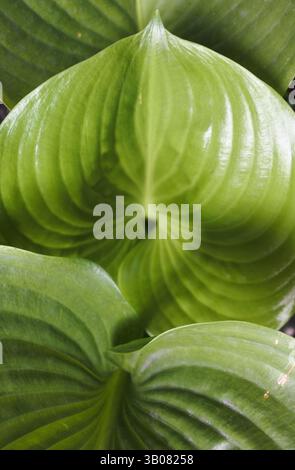 Hosta plantaginea, the fragrant plantain lily or August lily, is ...
