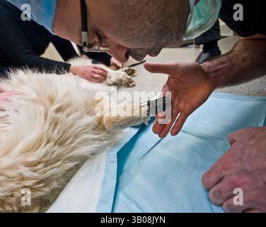 Dec 14, 2010 - Eashing , England, United Kingdom - MITZI, a 3 year old ...
