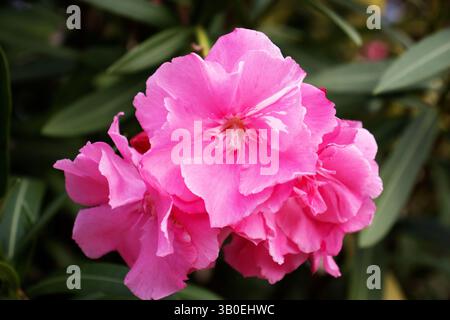 double pink Oleander (Nerium oleander) next to a dry stone wall in ...