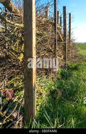 Dry hedge or Benjes hedge made of maintenance pruning branches, dead ...
