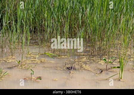 Tall green reeds grow in shallow murky water wetland environment ...