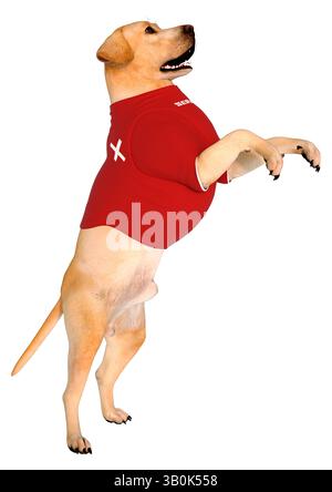 3D rendering of a yellow labrador service dog isolated on white ...