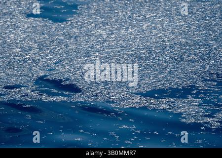 Thousand velella velalla by-the-wind-sailors are not true jellyfish ...