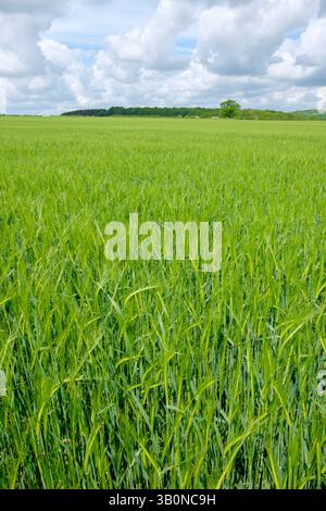 Barley grows in a grain field near Wernigerode, Germany, Thursday, June ...