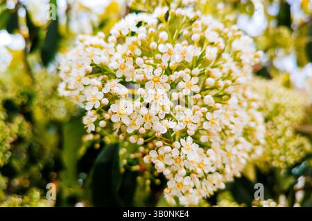 Chinese Photinia (Photinia serratifolia) Plantae Stock Photo - Alamy