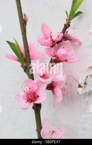 Peach tree with fruits growing in the garden. Peach orchard. Harvest ...