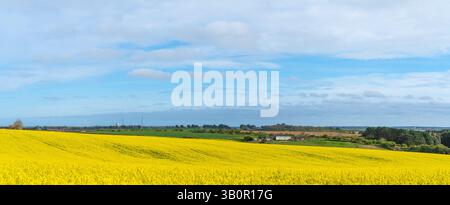 A rapeseed field in bloom (Brassica napus) in spring in Salamanca for ...