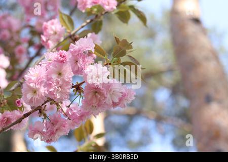 Selective focus of beautiful branches of pink Cherry blossoms on the ...