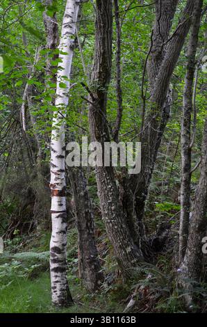 Deciduous forests in the Cantabrian Mountains range (Leon, Northern ...