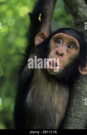 An Orphan Chimp Stock Photo - Alamy