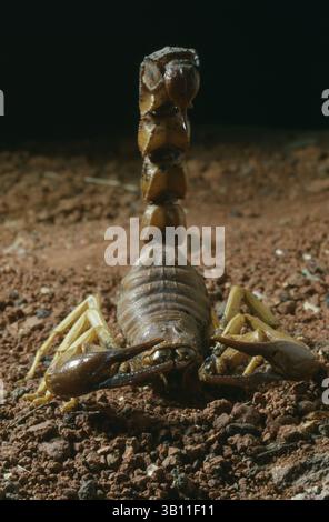 Scorpion, Buthus occitanus, yellow scorpion, sting Stock Photo - Alamy