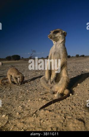 Young meerkat foraging Stock Photo - Alamy