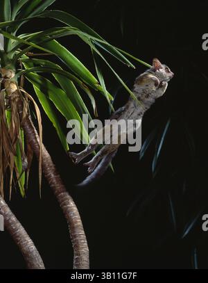 LESSER BUSH BABY leaping Galago senegalensis Stock Photo - Alamy