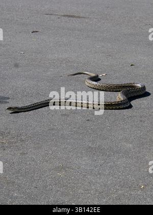 rattlesnake slithering along pavement road Stock Photo - Alamy